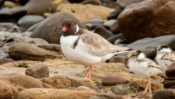 Case Studies - McConnell Dowell